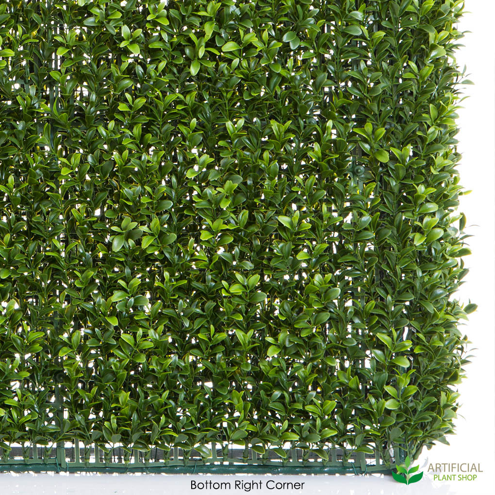 Boxwood Hedge 95cm x 55cm