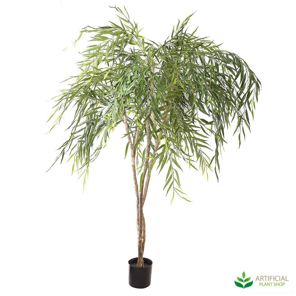 Chinese Willow Tree 1.8m Chinese Willow Tree 1.8m