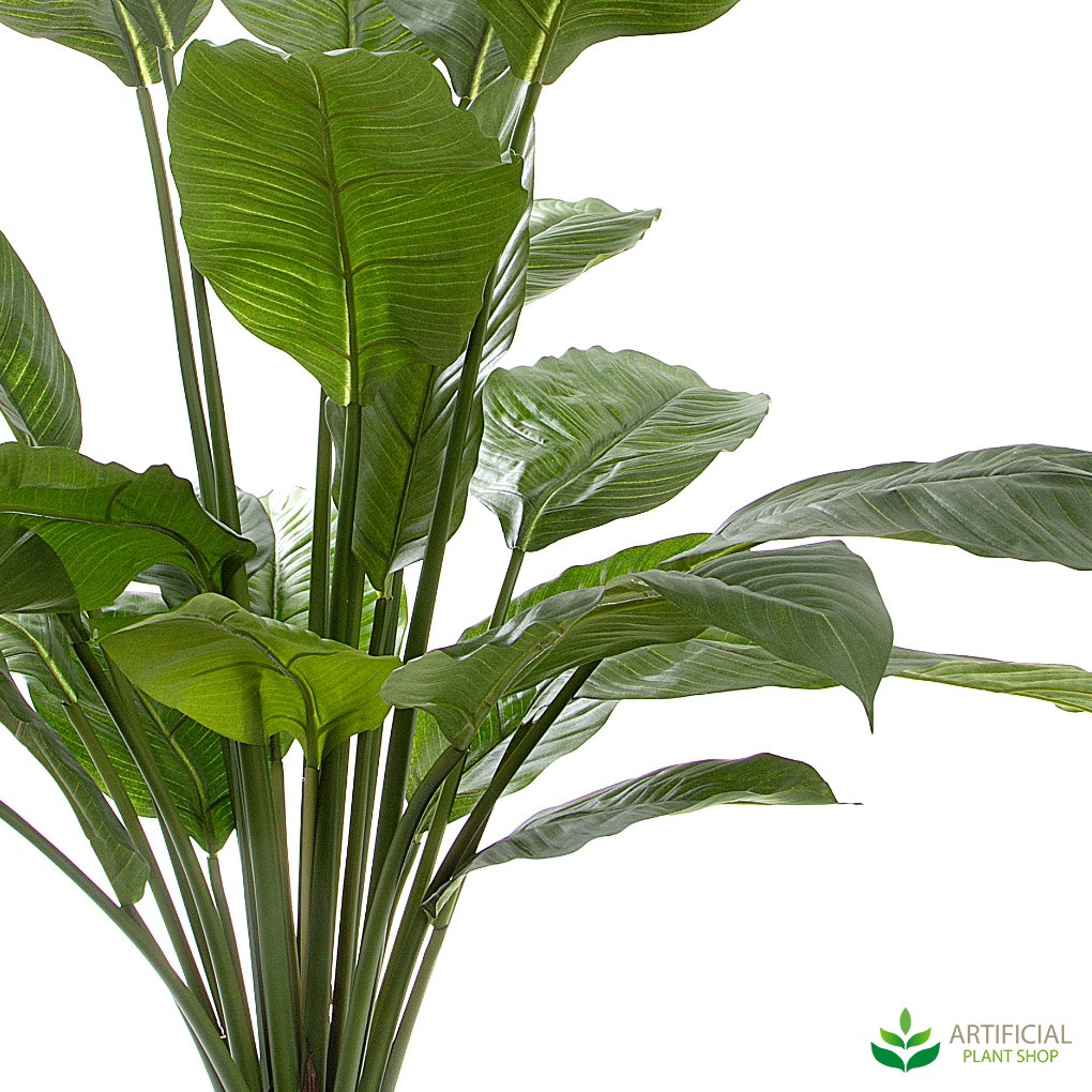 Spathiphyllum Potted 1m