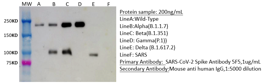 SARS-CoV-2 Spike Protein Broadly Neutralizing Antibody, Mouse ...