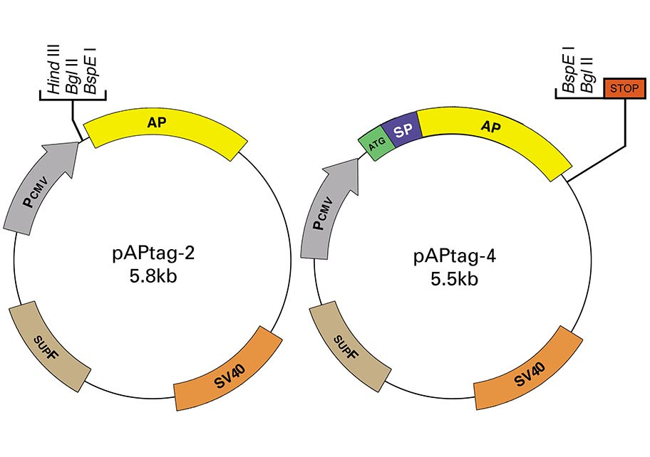 AP-TAG Kit A - GenHunter Corporation