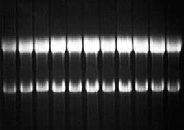 Gene Expression - RNA Isolation & Cleaning - GenHunter Corporation