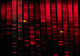 Gene Expression - Differential Display Kits - GenHunter Corporation