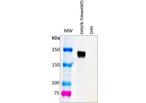 SARS-CoV-2 Spike Protein Broadly Binding Antibody, Mouse Monoclonal ...