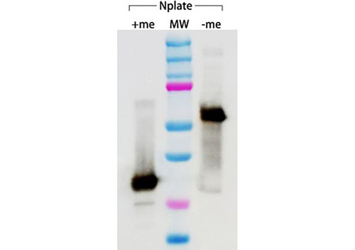 Nplate (Romiplostim) Neutralizing Antibody, Mouse Monoclonal (Clone 5D5 ...
