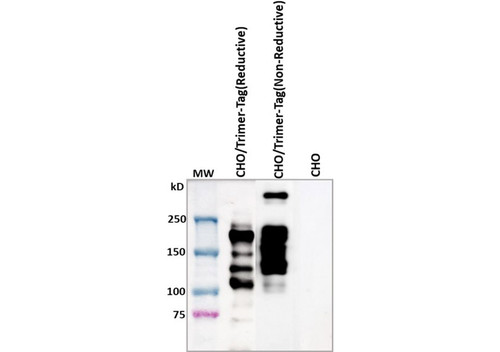 Trimer-Tag (Human CICP, Type I Collagen) Binding Antibody, Mouse ...