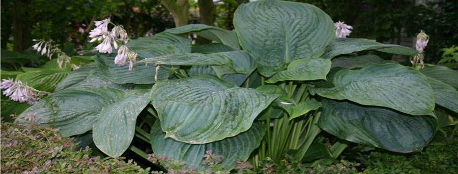 Pine Forest Gardens-Hosta Plants-Pine Forest Nursery