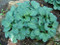 Buy Hosta Blue Mouse Ears-Small Miniature Blue Hosta