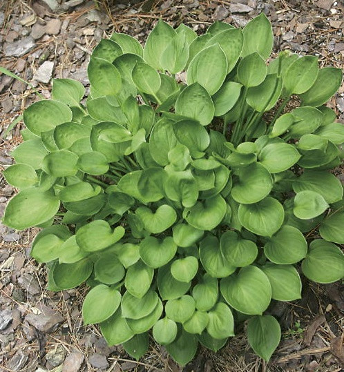 Buy Hosta Teaspoon