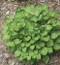 Buy Hosta Teaspoon