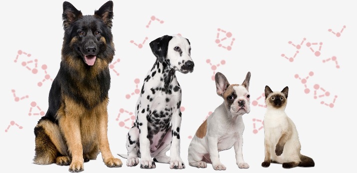 Your pet’s immune system - DrS Animal Care - small animal supplements