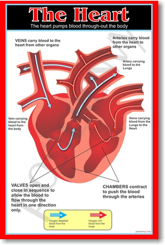 The Heart Biology Science Classroom Poster PosterEnvy The Heart Biology Science Classroom Poster PosterEnvy