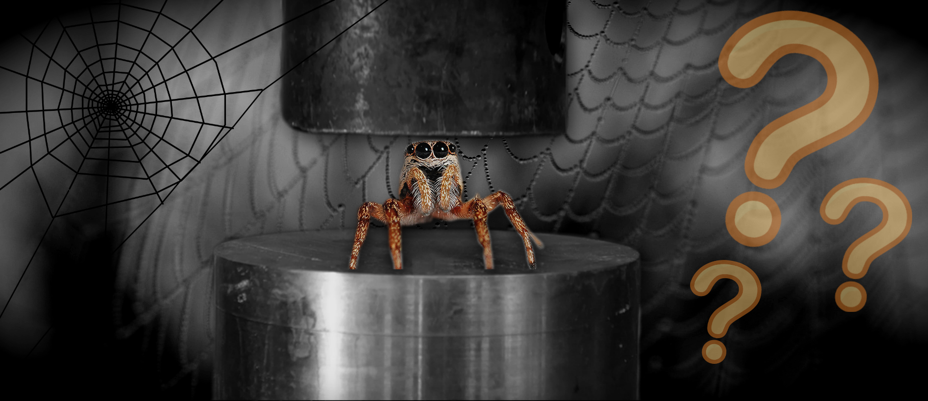 The Fascinating Relationship Between Hydraulic Systems and Spiders ...