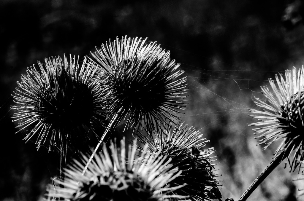Biomimicry: When Nature Inspires Technology - Petroleum Service Company
