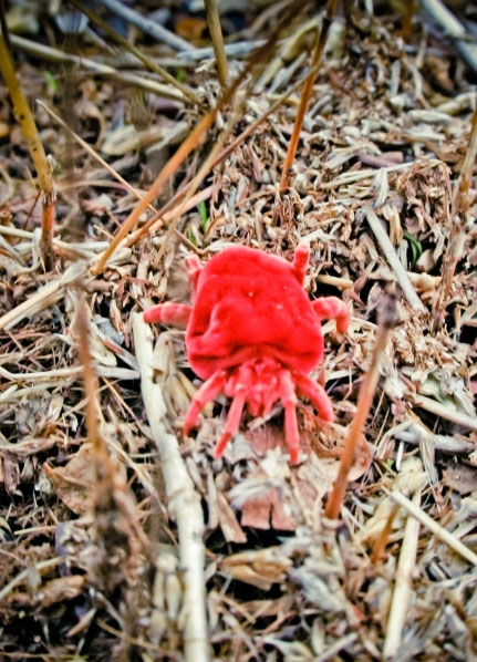 Chicken Parasites and Treatments - Dine a Chook UK