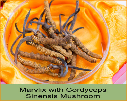 Marvlix With Cordyceps Sinensis - A Powerful Adaptogenic Herb From ...