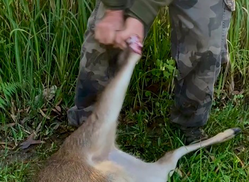 HOW TO BREAK DOWN A DEER WITHOUT GUTTING IT - Outdoor Enterprises Pty ...