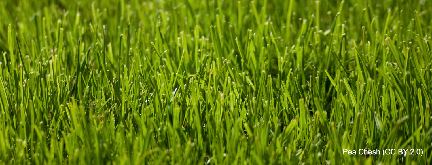 Sundries Feeds Rootgrow Grass Seed Grass Seed And Feed Bunkers