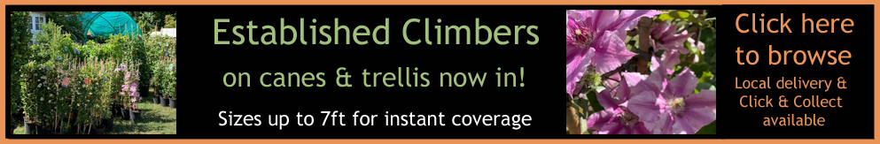 Climbers - Bunkers Hill Plant Nursery