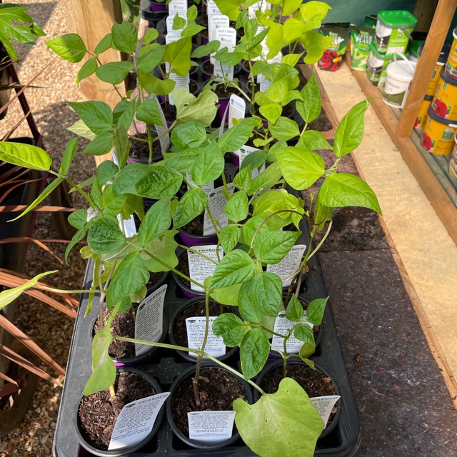 Jack's Beans 2021 - Bunkers Hill Plant Nursery