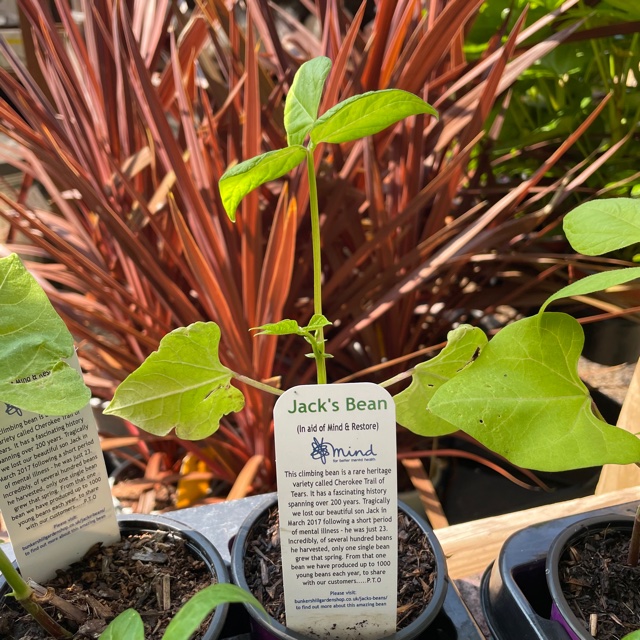 Jack's Beans 2021 - Bunkers Hill Plant Nursery
