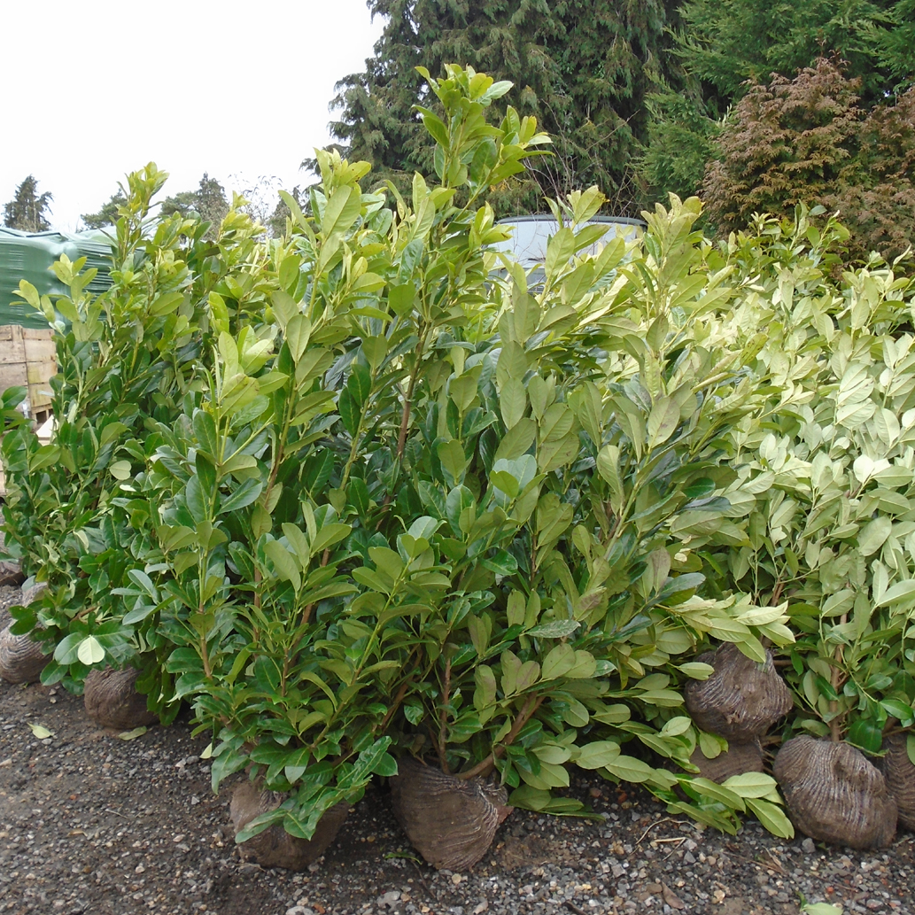 Hedging - Laurel (Prunus) - Bunkers Hill Plant Nursery