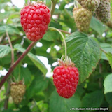 Soft Fruit - Raspberries - Bunkers Hill Plant Nursery