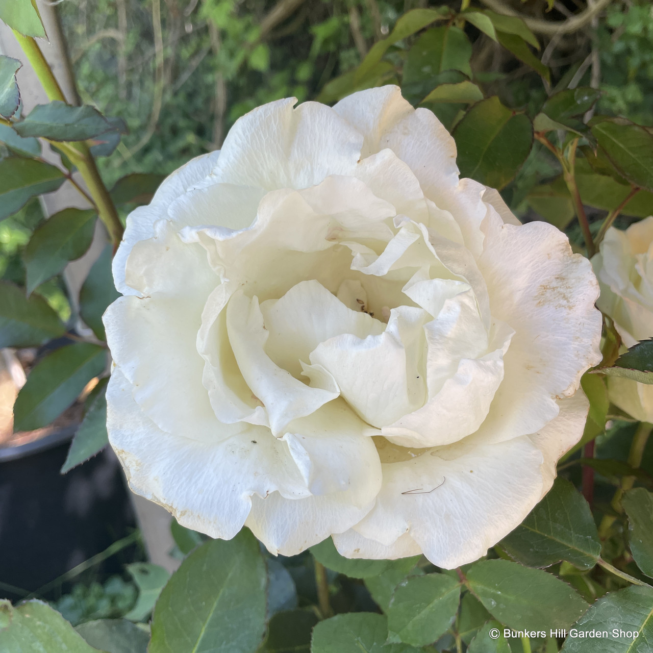 Rose 'Pascali' (Hybrid Tea) 7.5 litre - Bunkers Hill Plant Nursery