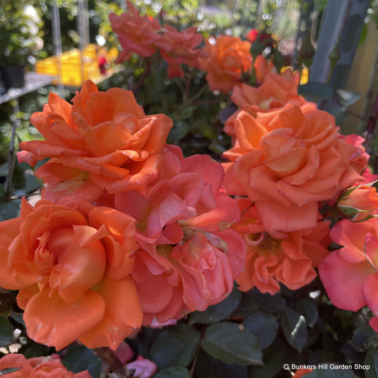 Rose 'Wildfire' (Patio Rose) 7.5ltr - Bunkers Hill Plant Nursery