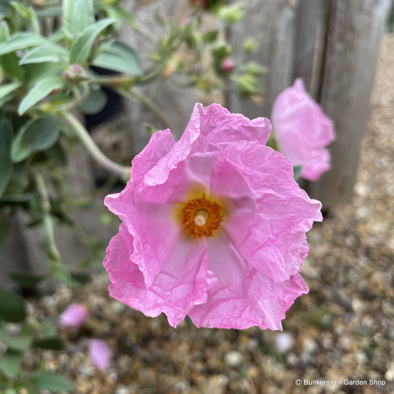 Cistus × argenteus 'Silver Pink' (7.5L) - Bunkers Hill Plant Nursery