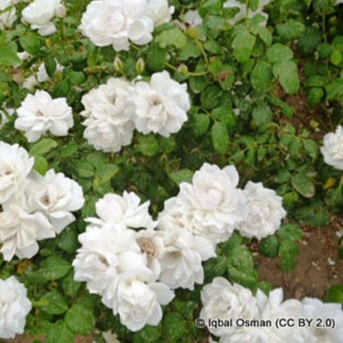 White Fairy - Groundcover Rose - Bunkers Hill Plant Nursery