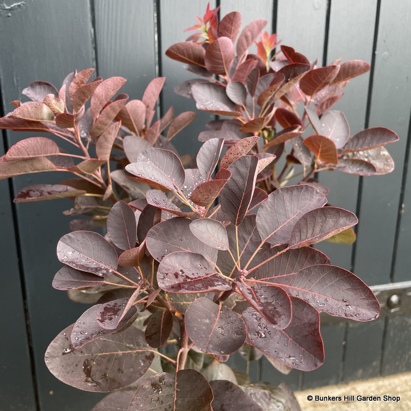 Cotinus 'Royal Purple' -5L - Bunkers Hill Plant Nursery