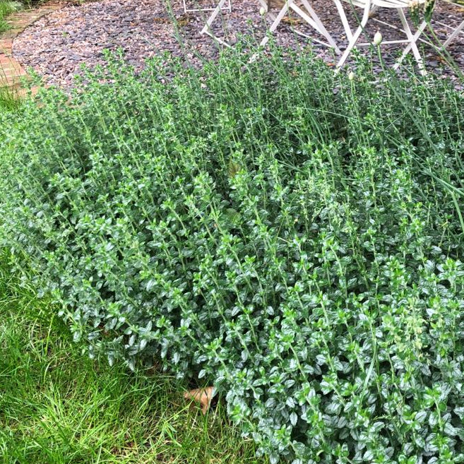 Germander- Hedge (11cm) - Bunkers Hill Plant Nursery