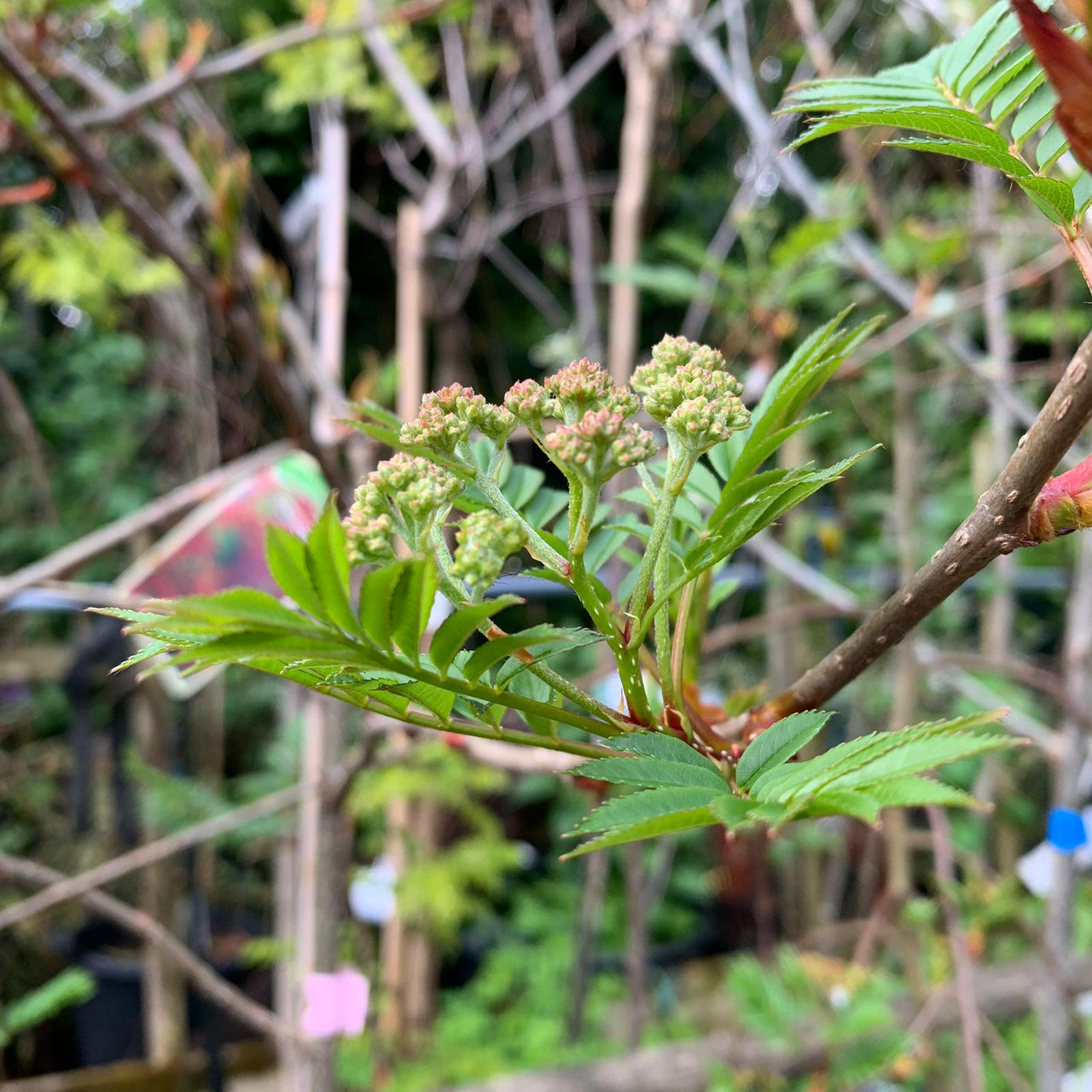 Sorbus commixta - 200/250cm - Bunkers Hill Plant Nursery