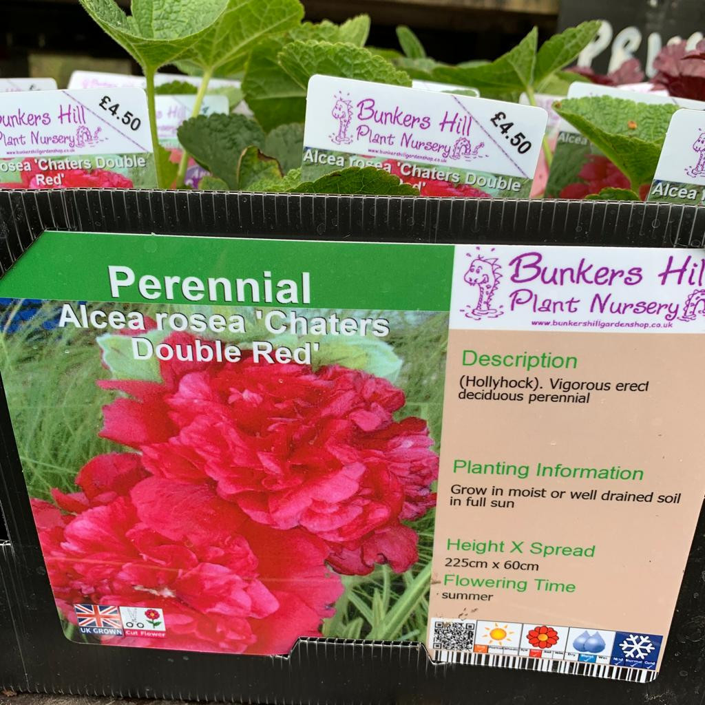 Alcea rose 'Chaters Double Red' (Hollyhock) 1ltr pot - Bunkers Hill ...