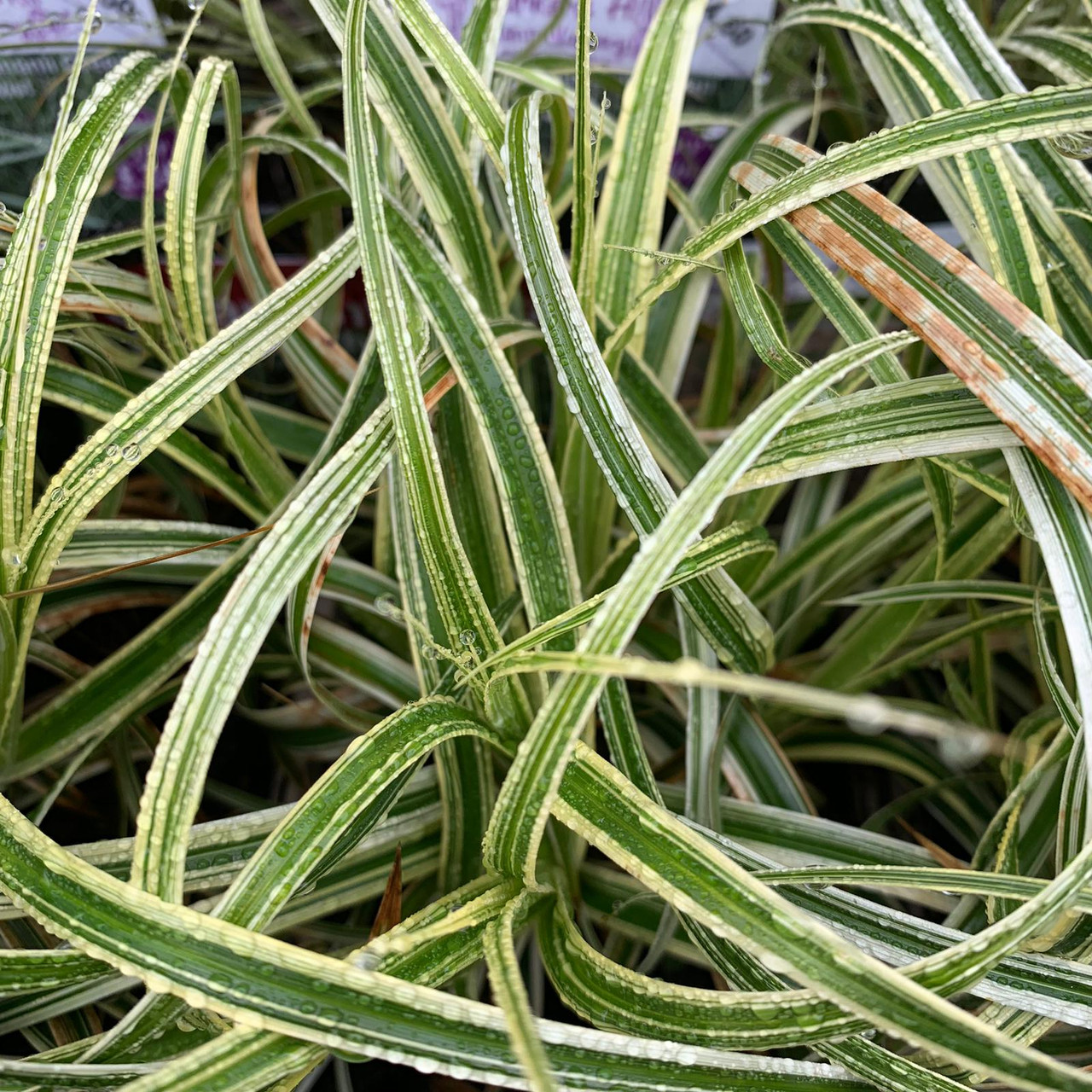 Carex 'Feather Falls' (Grass) 1ltr pot - Bunkers Hill Plant Nursery