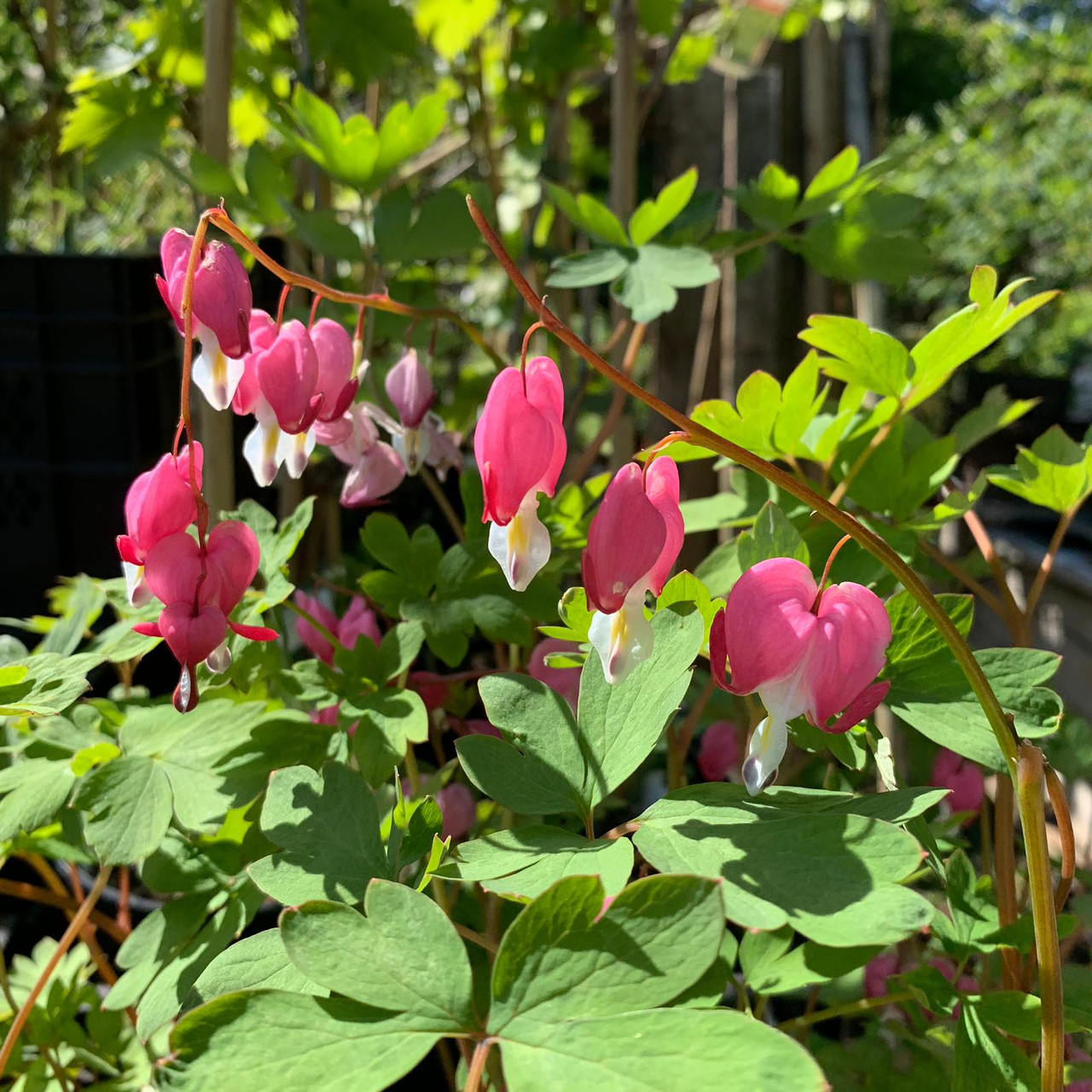 Dicentra spectabilis (Bleeding heart) 1ltr - Bunkers Hill Plant Nursery