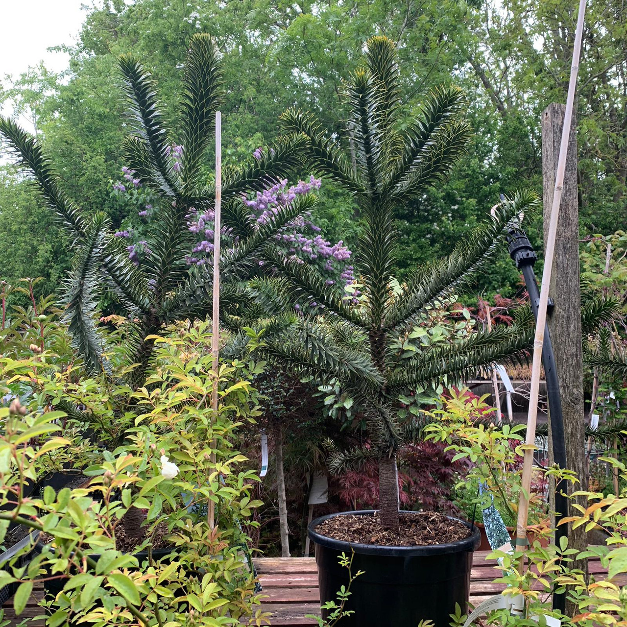 Large Monkey Puzzle Tree 3 4ft Bunkers Hill Plant Nursery large-monkey-puzzle-tree-3-4ft-bunkers-hill-plant-nursery