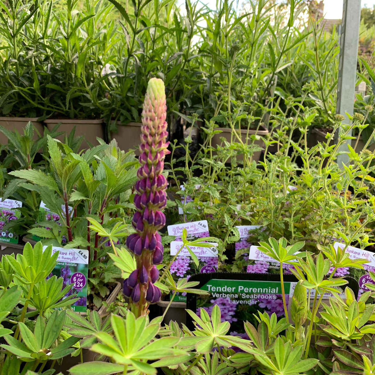 Lupin West Country 'Masterpiece' (Lupinus) 3ltr pot - Bunkers Hill ...
