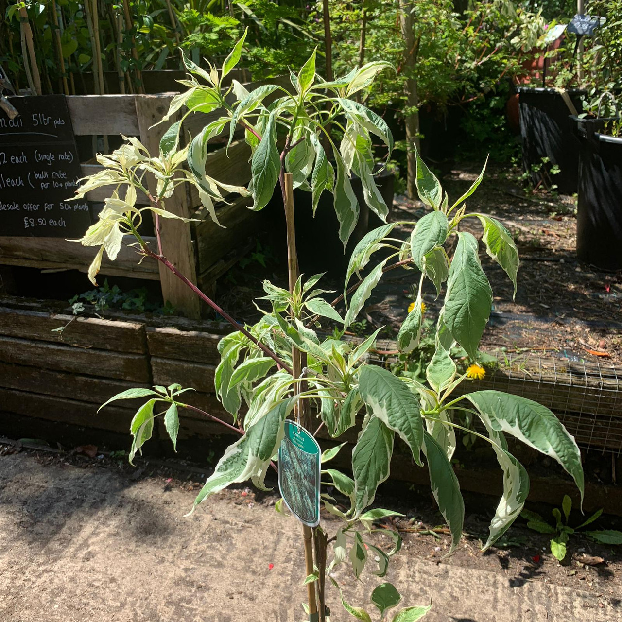 Cornus controversa Variegata (Wedding cake tree) 4ltr pot - Bunkers ...
