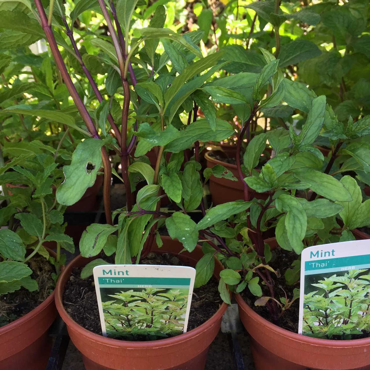 Mint Thai (11cm) - Bunkers Hill Plant Nursery