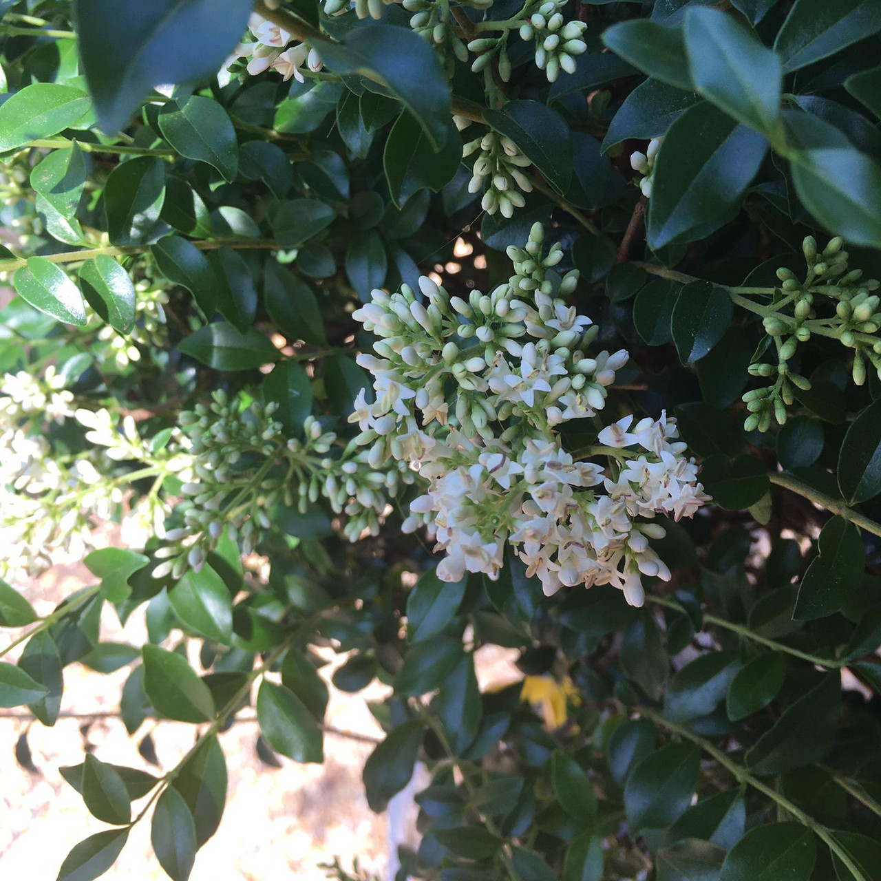 Standard Ligustrum Jonandrum - (Privet) - Bunkers Hill Plant Nursery