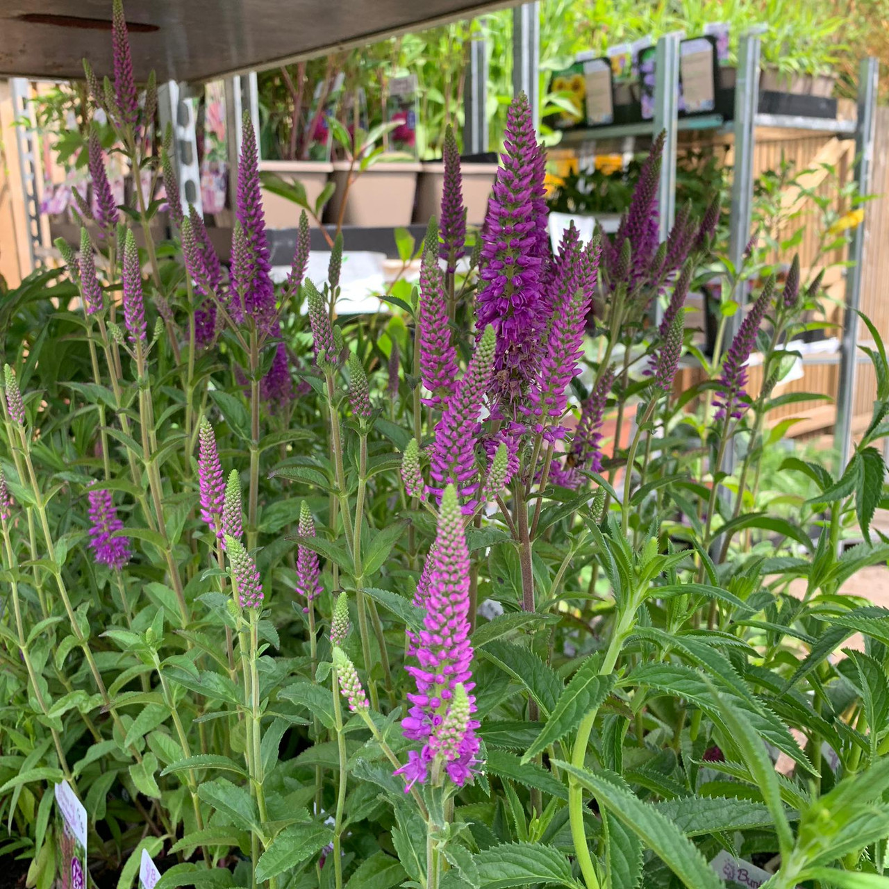 Veronica longifolia First Match 1ltr - Bunkers Hill Plant Nursery