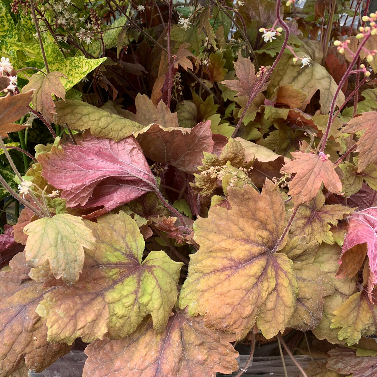 Heucherella 'Sweet Tea'- 3ltr - Bunkers Hill Plant Nursery