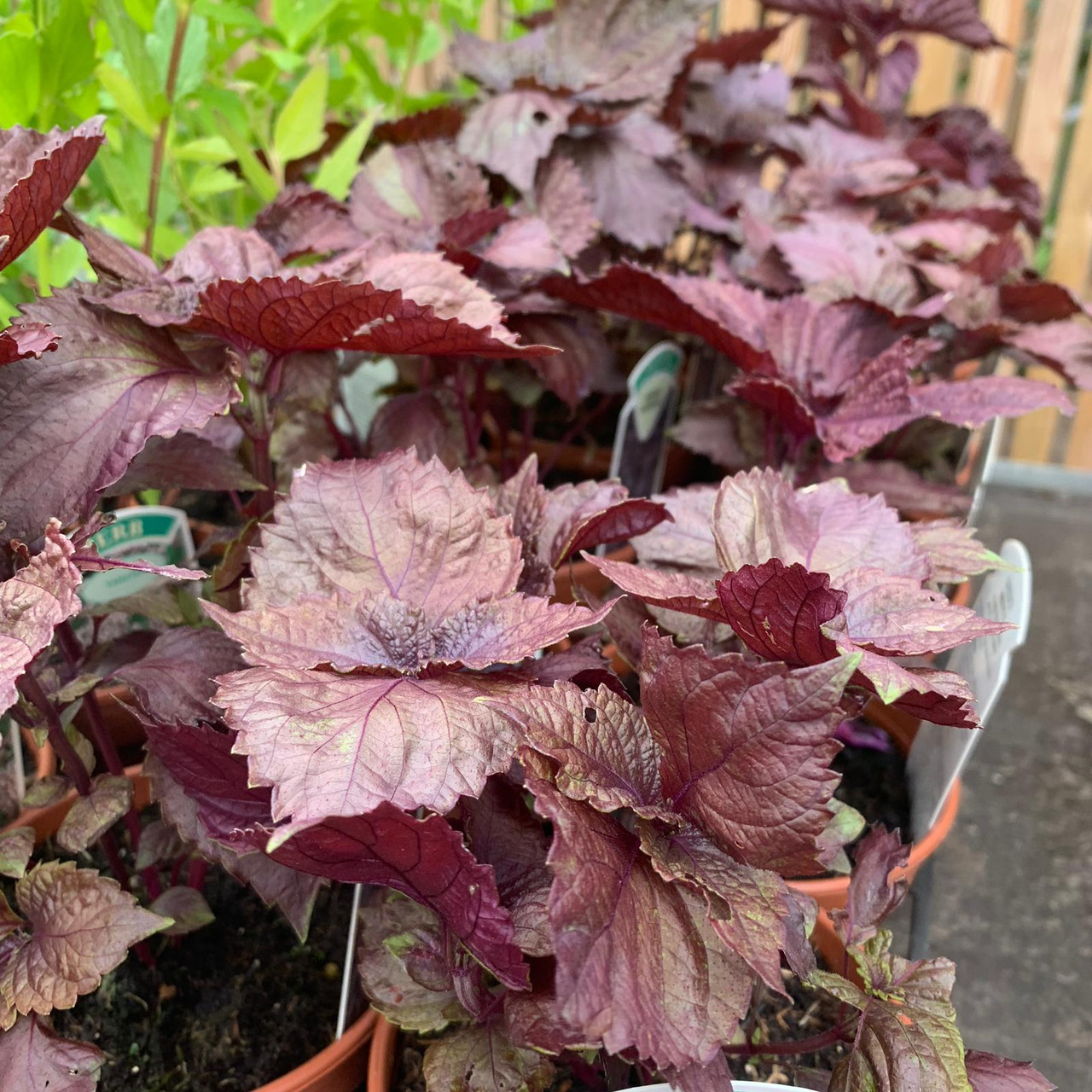 Shiso Purple (11cm) - Bunkers Hill Plant Nursery