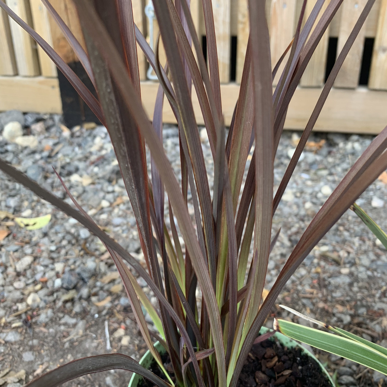 Phormium 'Amazing Red' - Bunkers Hill Plant Nursery