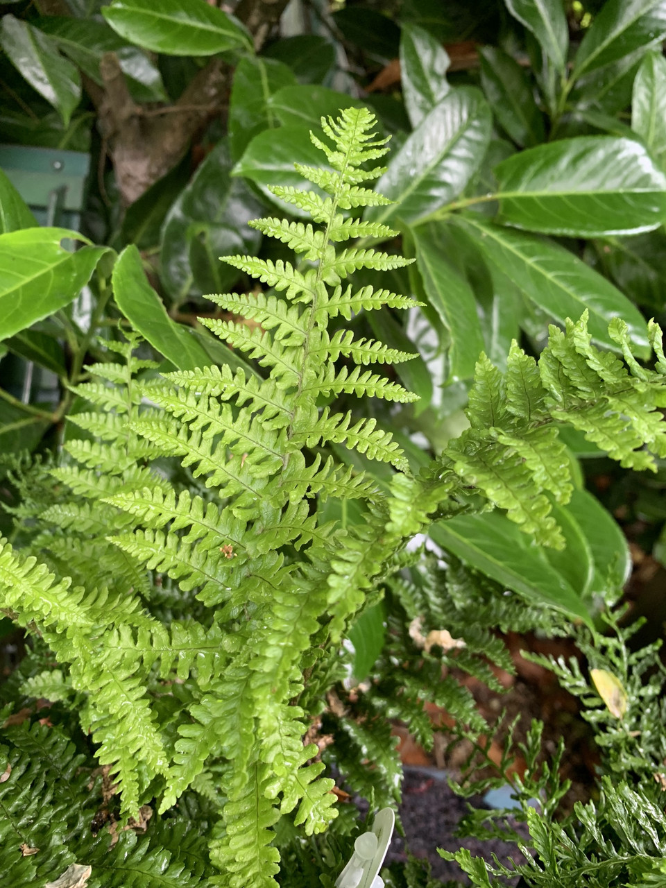 Dryopteris affinis Crispa (Scaly Male Fern) - Bunkers Hill Plant Nursery