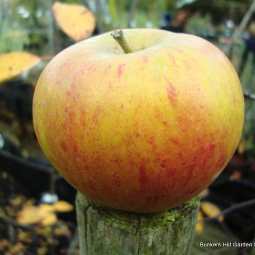 Apple 'Cox Self Fertile' 1yr feathered maiden tree on MM106 rootstock ...