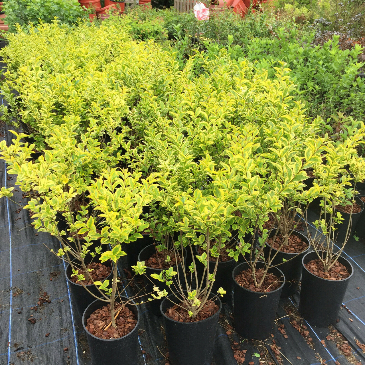 Ligustrum