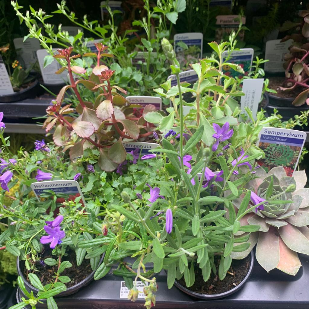 Alpine & pernnial mix (9cm) - Bunkers Hill Plant Nursery